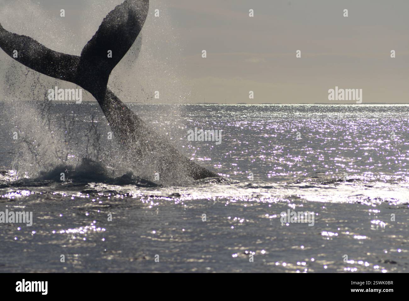 Humpback Whale Tail Slap Stock Photo - Alamy