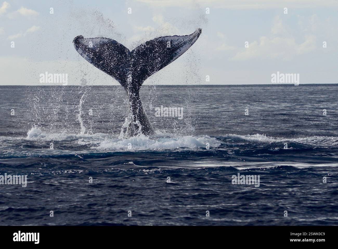 Humpback Whale Tail Slap Stock Photo - Alamy