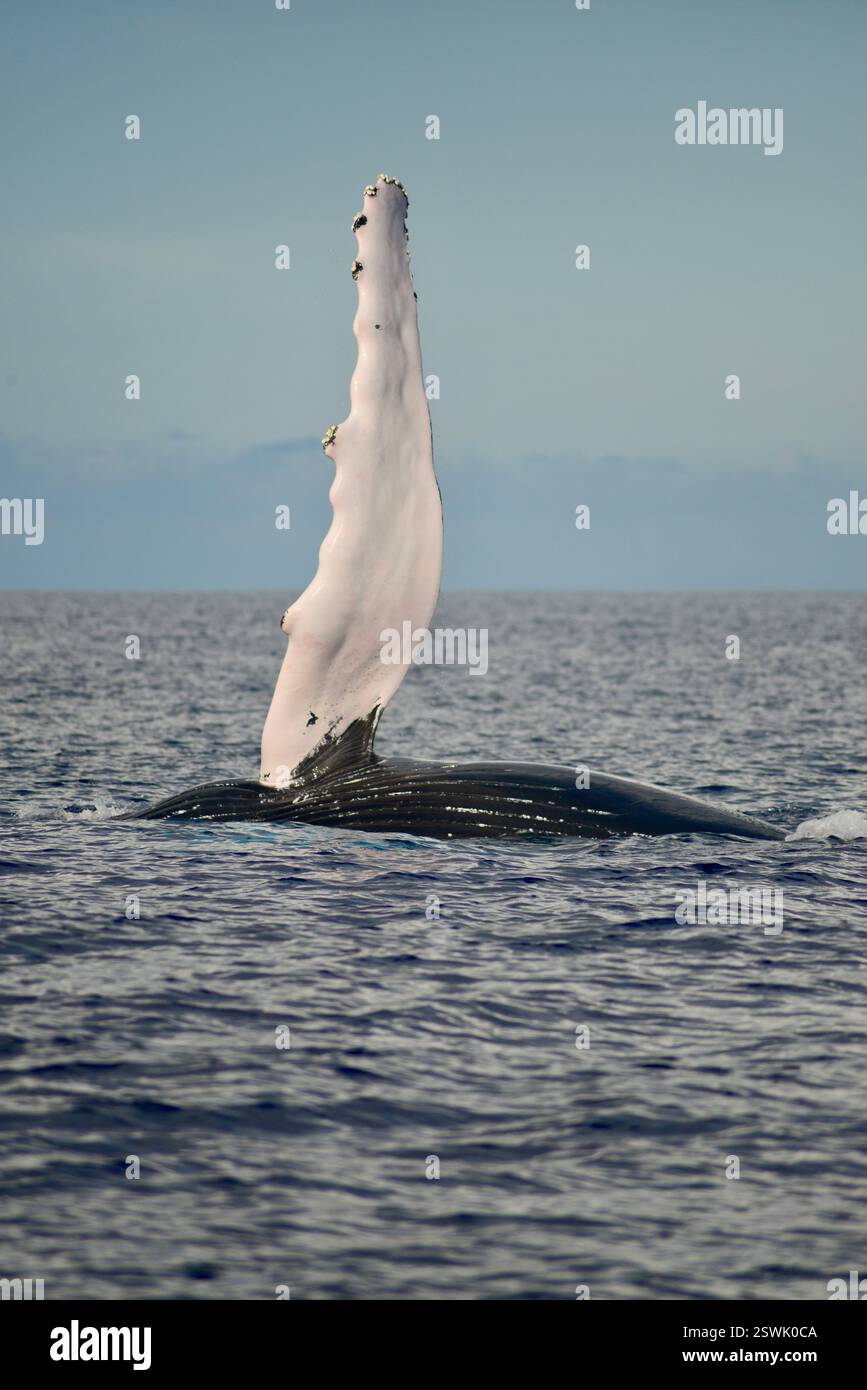 Whale white pectoral fins hi-res stock photography and images - Alamy
