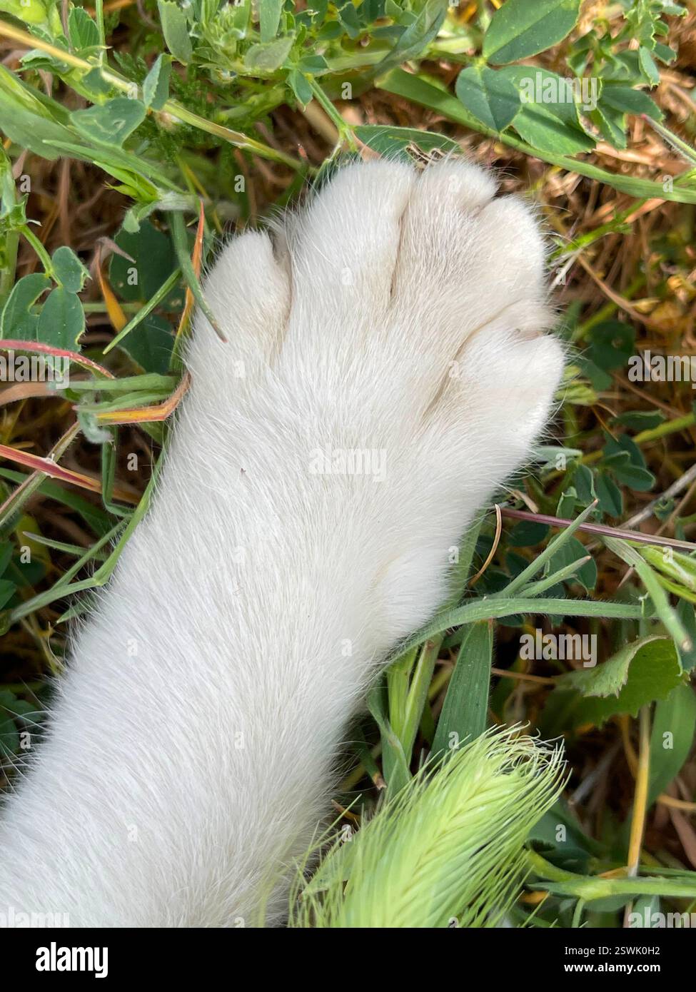 Cat paw hi-res stock photography and images - Alamy