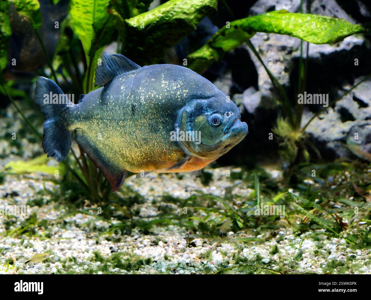 Piranha fish swimming hi-res stock photography and images - Alamy