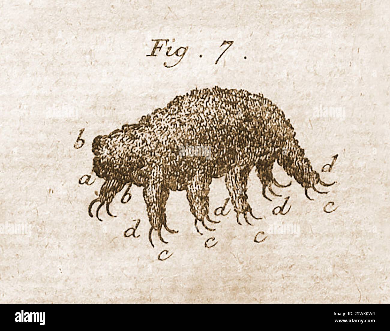 Tardigrade hi-res stock photography and images - Alamy