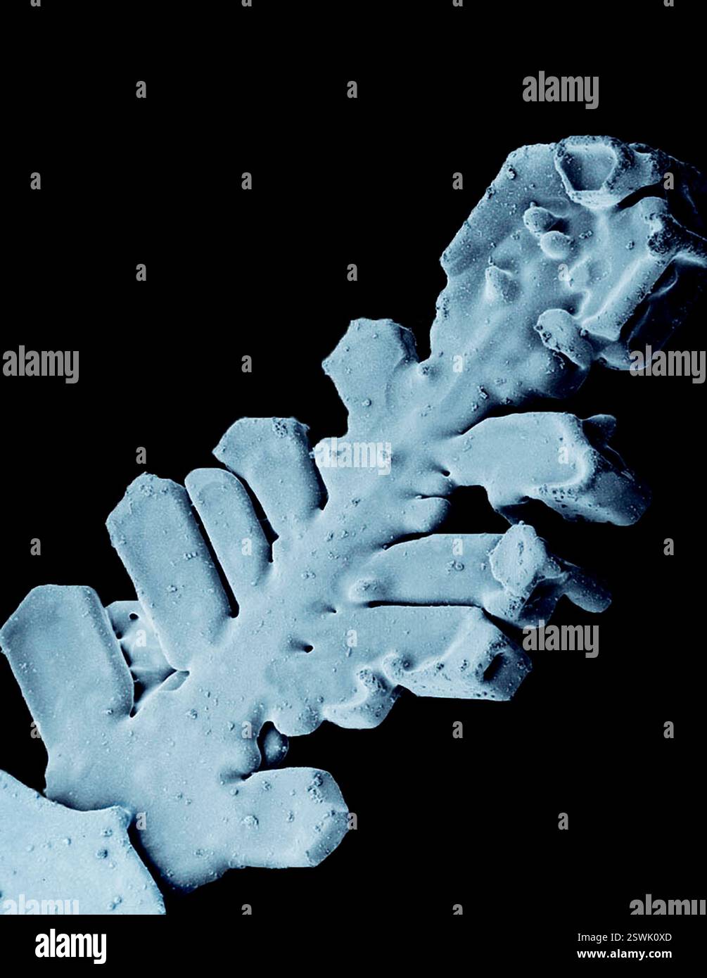 Scanning electron micrograph (SEM) of a snow crystal. Image was ...