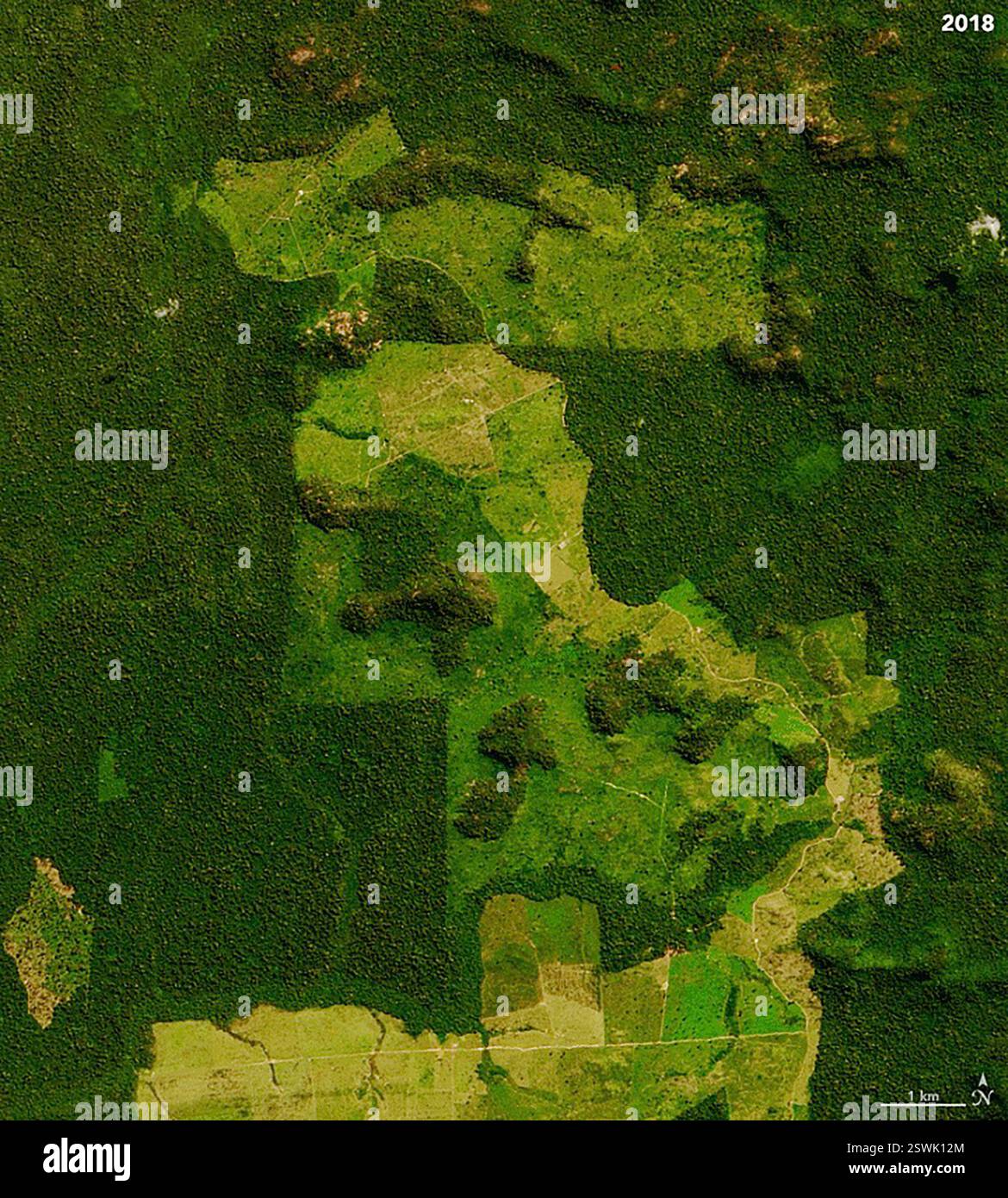 Satellite image of large-scale deforestation in a ranching area in a ...