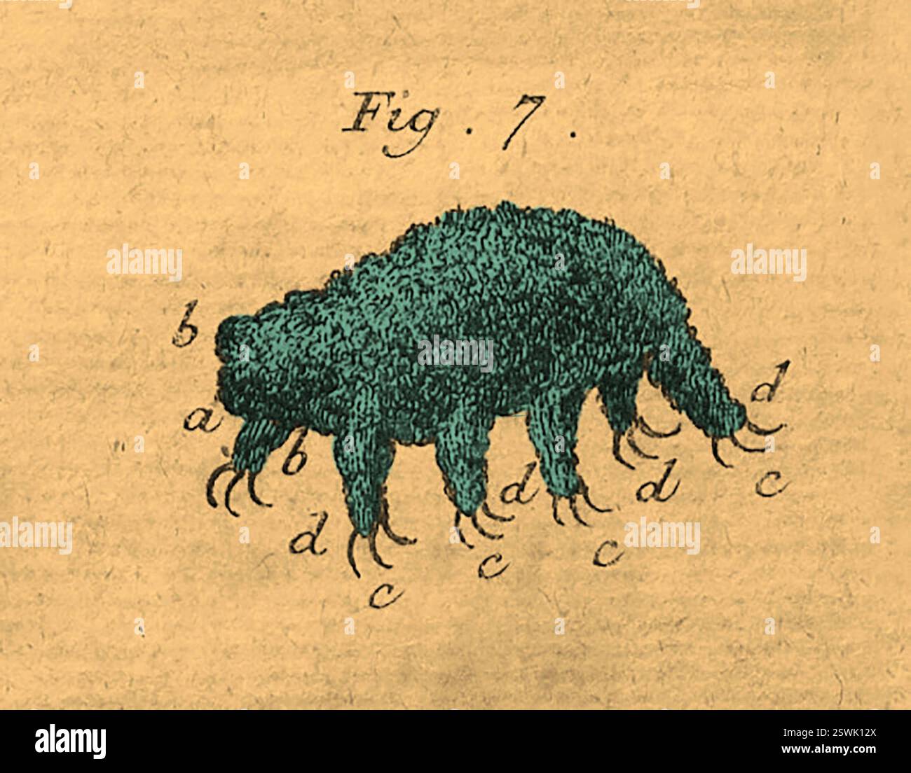 Tardigrade hi-res stock photography and images - Alamy