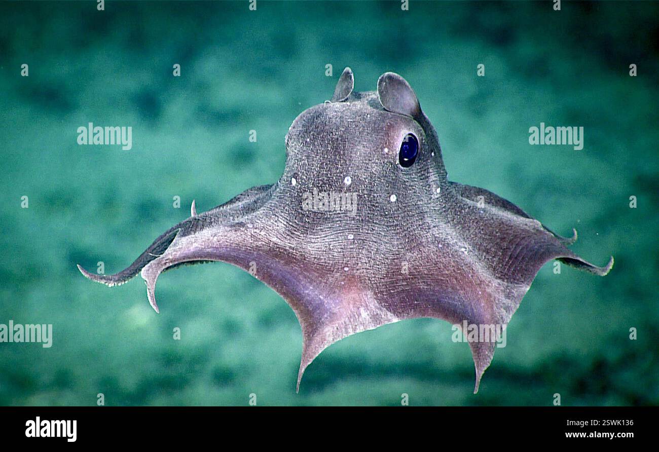 Dumbo octopus, Opisthoteuthis agassizii. The dots are clear windows in ...