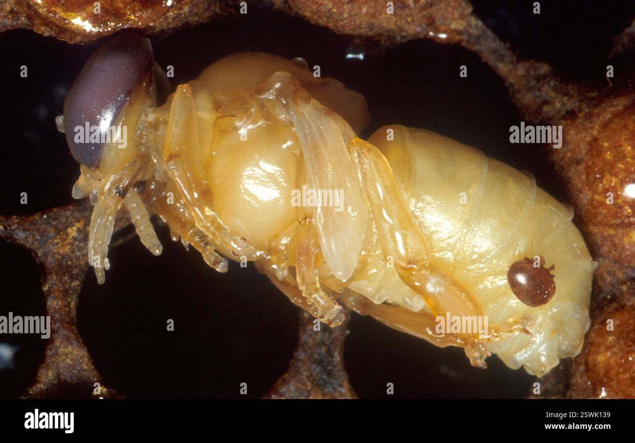 An adult female Varroa mite (Varroa destructor) feeds on a developing ...