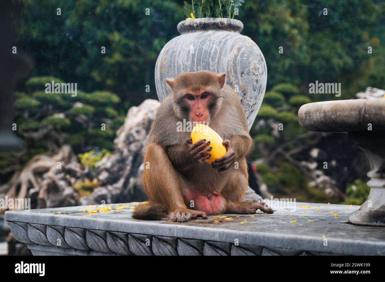 Wild monkey eats mango at Linh Ung pagoda on Monkey Mountain on Son Tra Island in Da Nang in ...