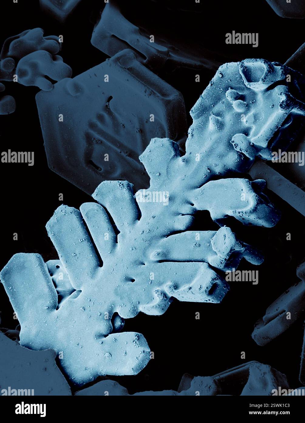 Scanning electron micrograph (SEM) of a snow crystal. Image was ...