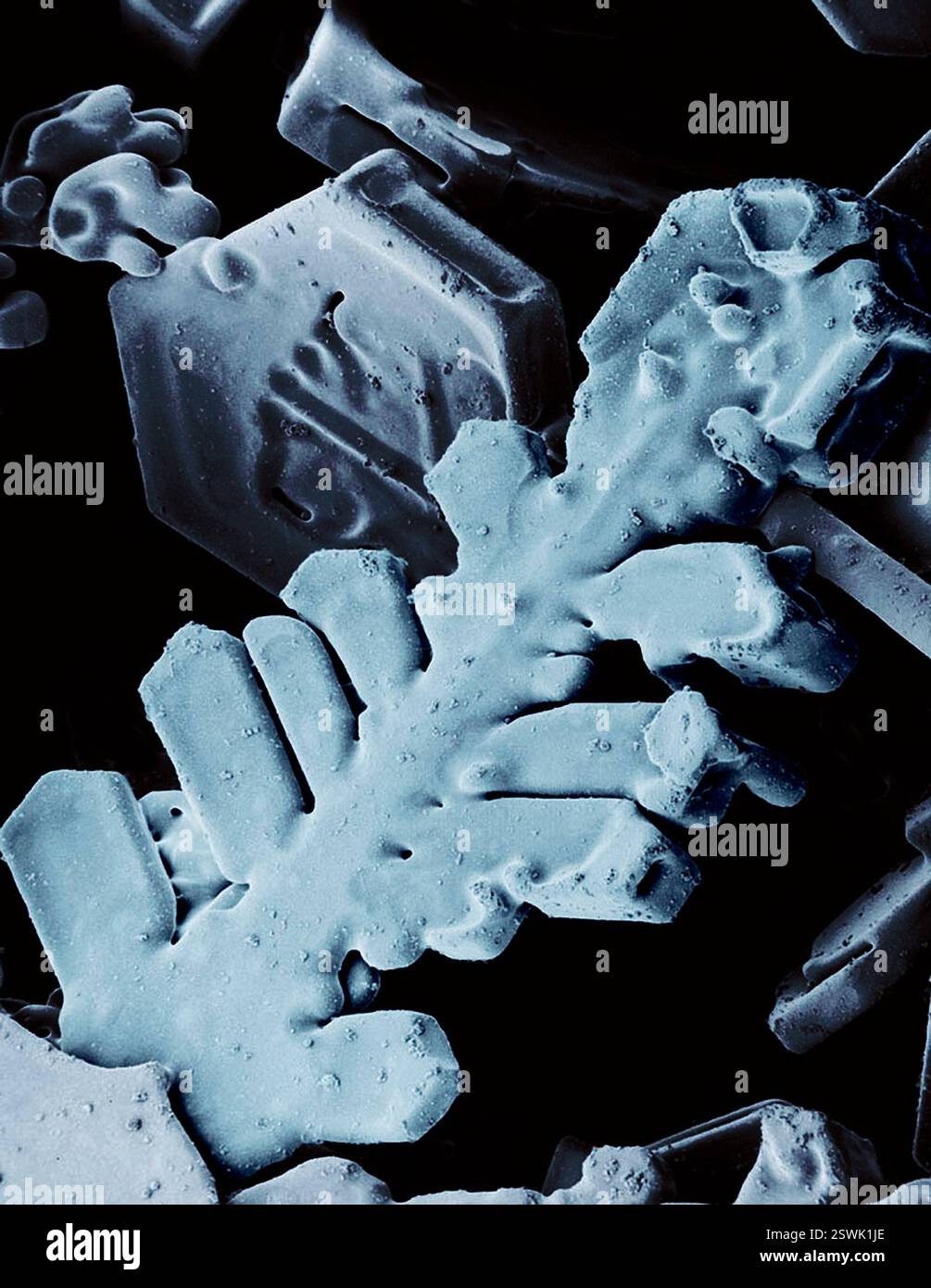 Scanning electron micrograph (SEM) of a snow crystal. Image was ...