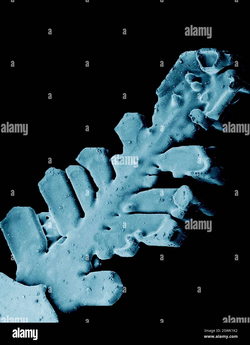 Scanning electron micrograph (SEM) of a snow crystal. Image was ...