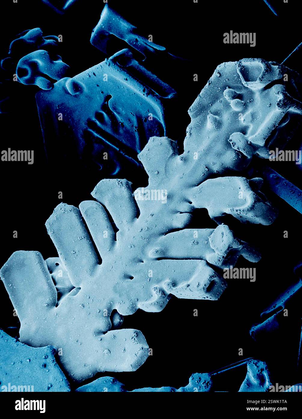 Scanning electron micrograph (SEM) of a snow crystal. Image was ...