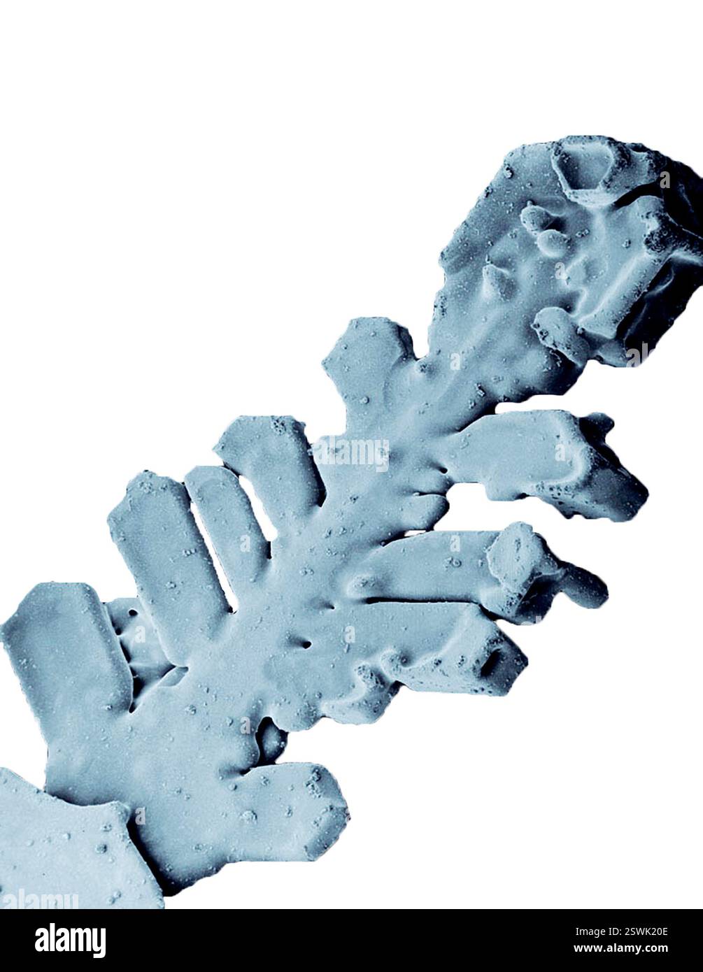 Scanning electron micrograph (SEM) of a snow crystal. Image was ...