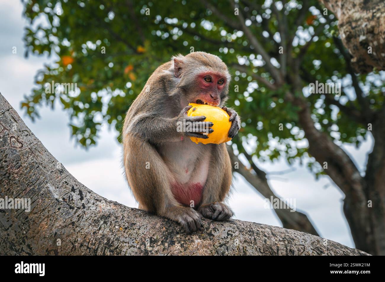 wild monkey eats mango sitting on a tree in forest in nature Stock ...