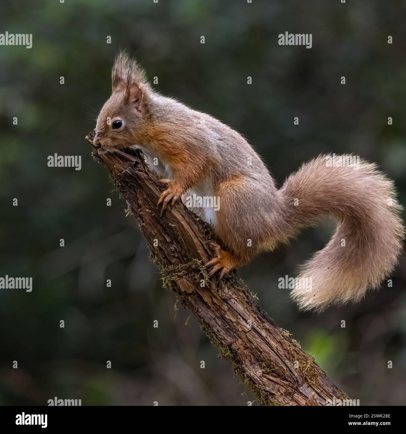 Red squirrel native species hi-res stock photography and images - Alamy