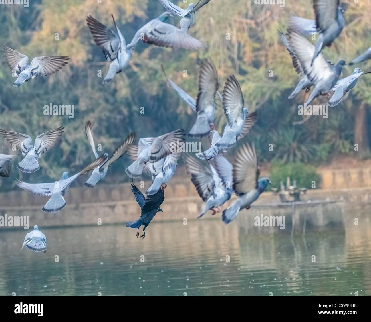 A flock of flying pigeons Stock Photo - Alamy