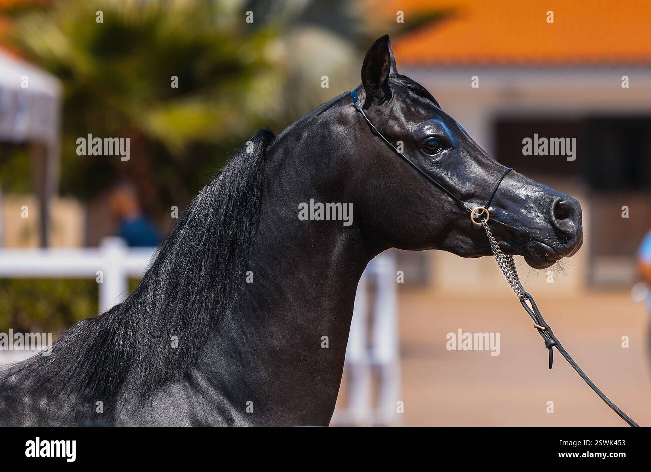 Experience the breathtaking elegance of the Purebred Arabian Horse Show ...