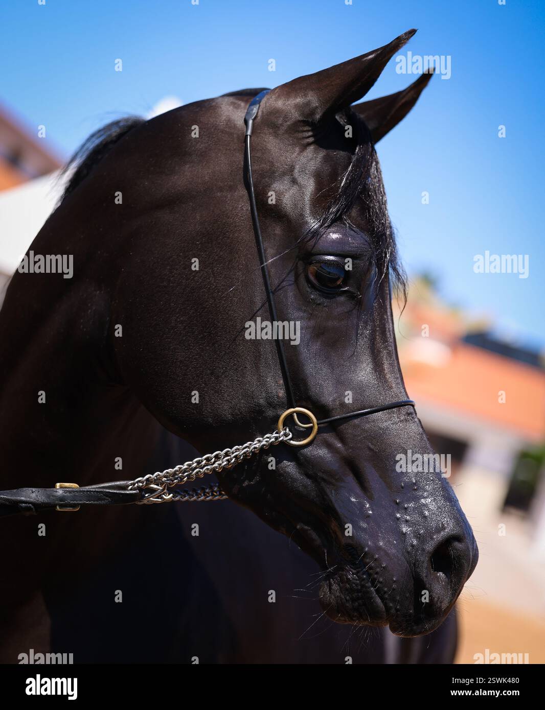 Experience the breathtaking elegance of the Purebred Arabian Horse Show ...