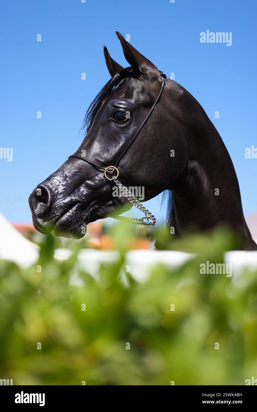 Experience the breathtaking elegance of the Purebred Arabian Horse Show ...