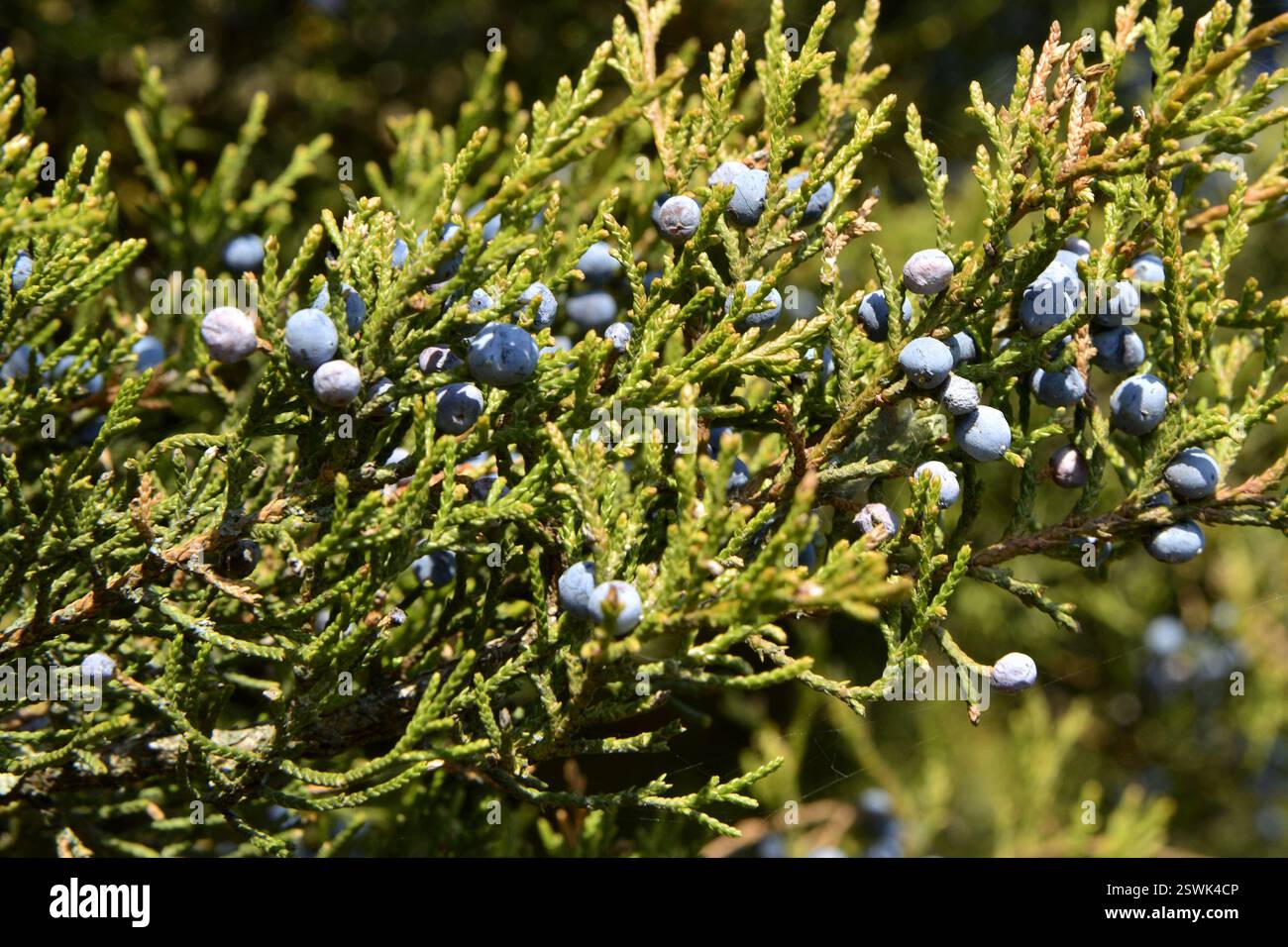 Branch of Juniperus virginiana with ripe fruits Stock Photo - Alamy