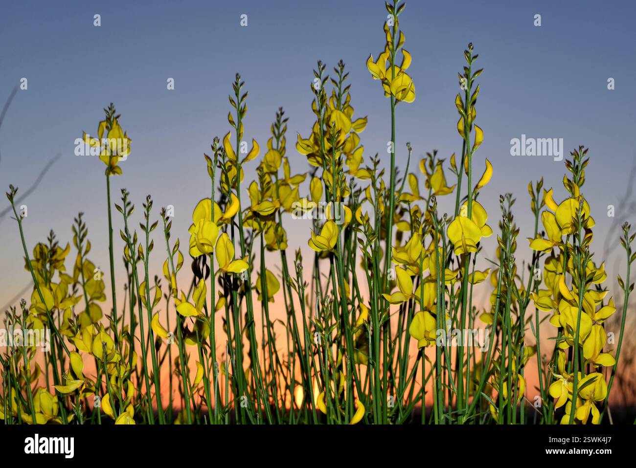 Branches of Spartium junceum in flower Stock Photo - Alamy