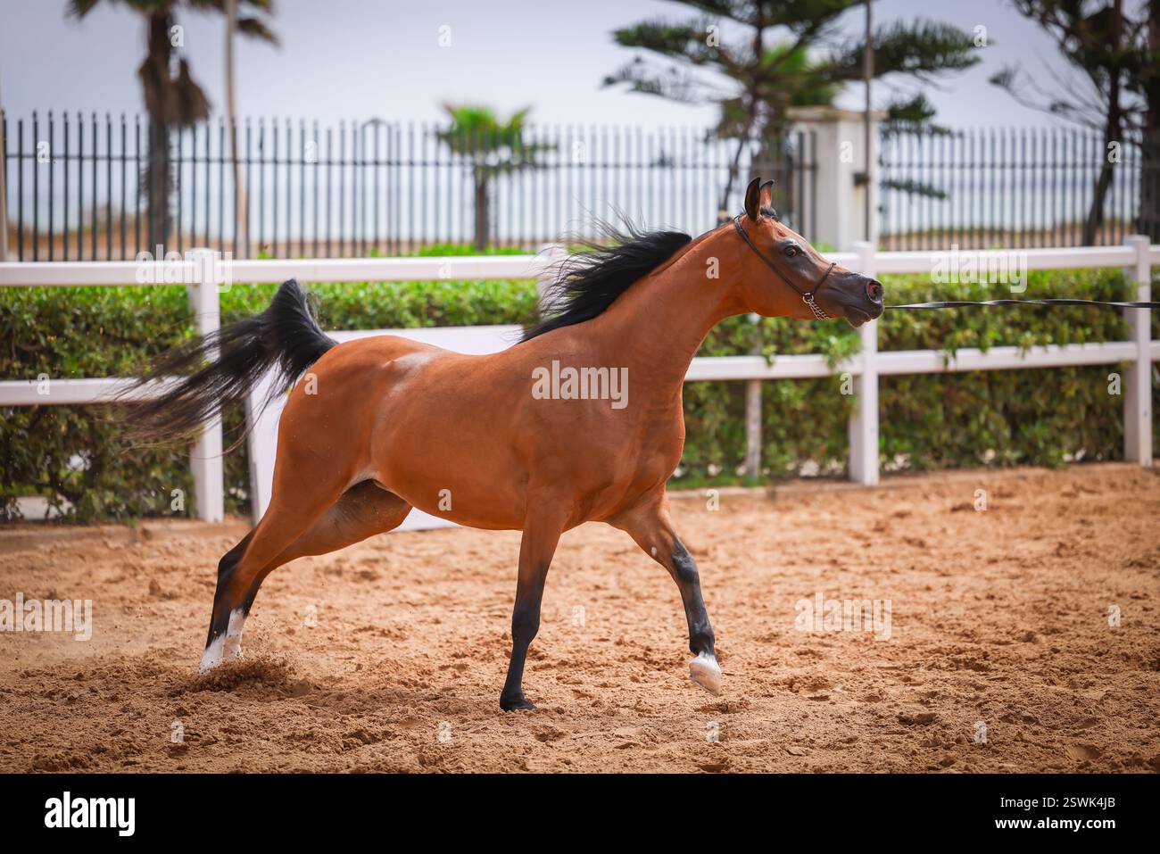 Experience the breathtaking elegance of the Purebred Arabian Horse Show ...