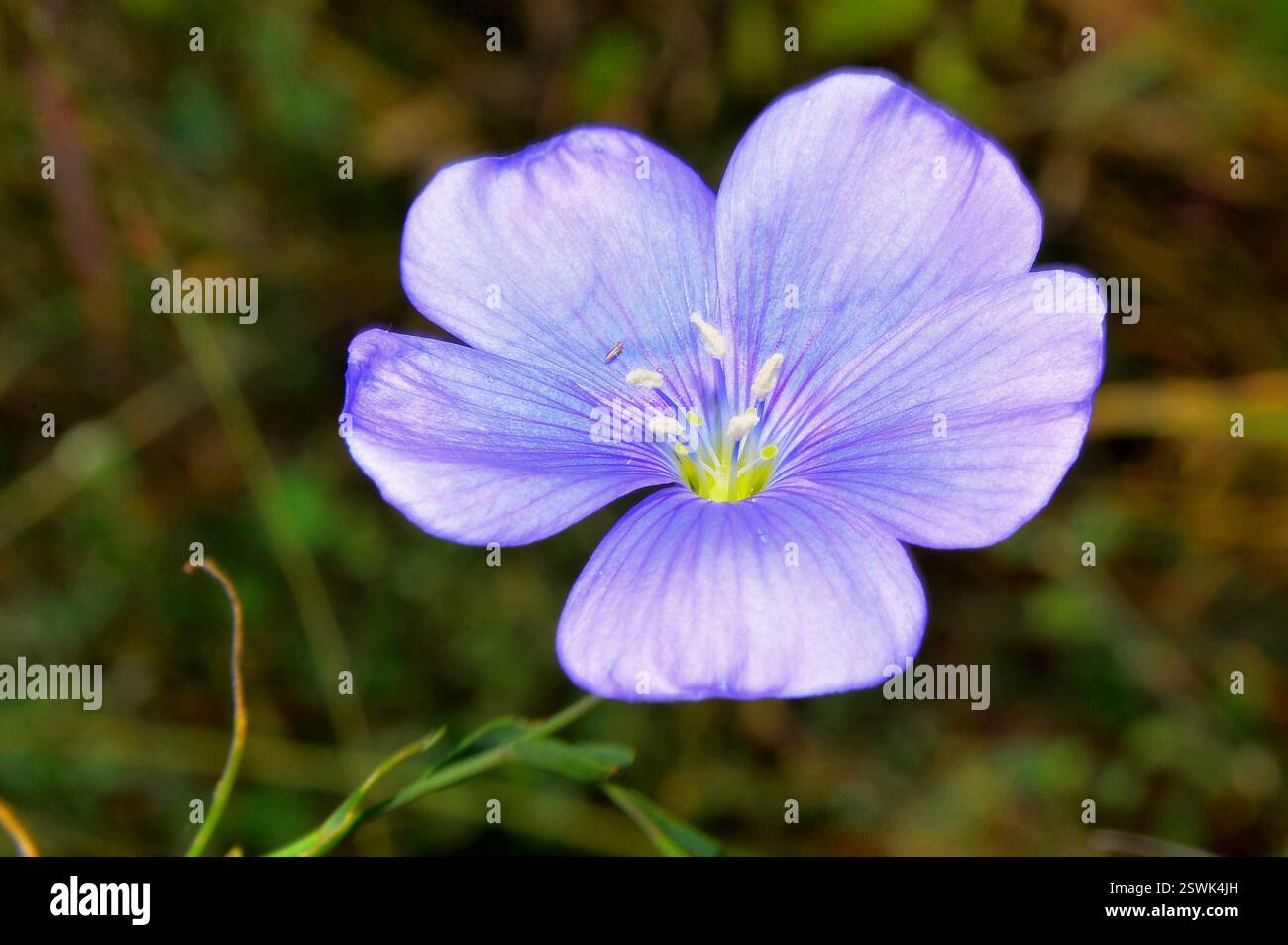 Detail of flower of Linum austriacum Stock Photo - Alamy