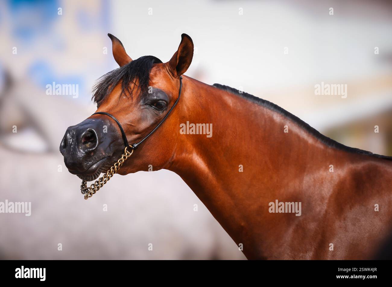 Experience the breathtaking elegance of the Purebred Arabian Horse Show ...