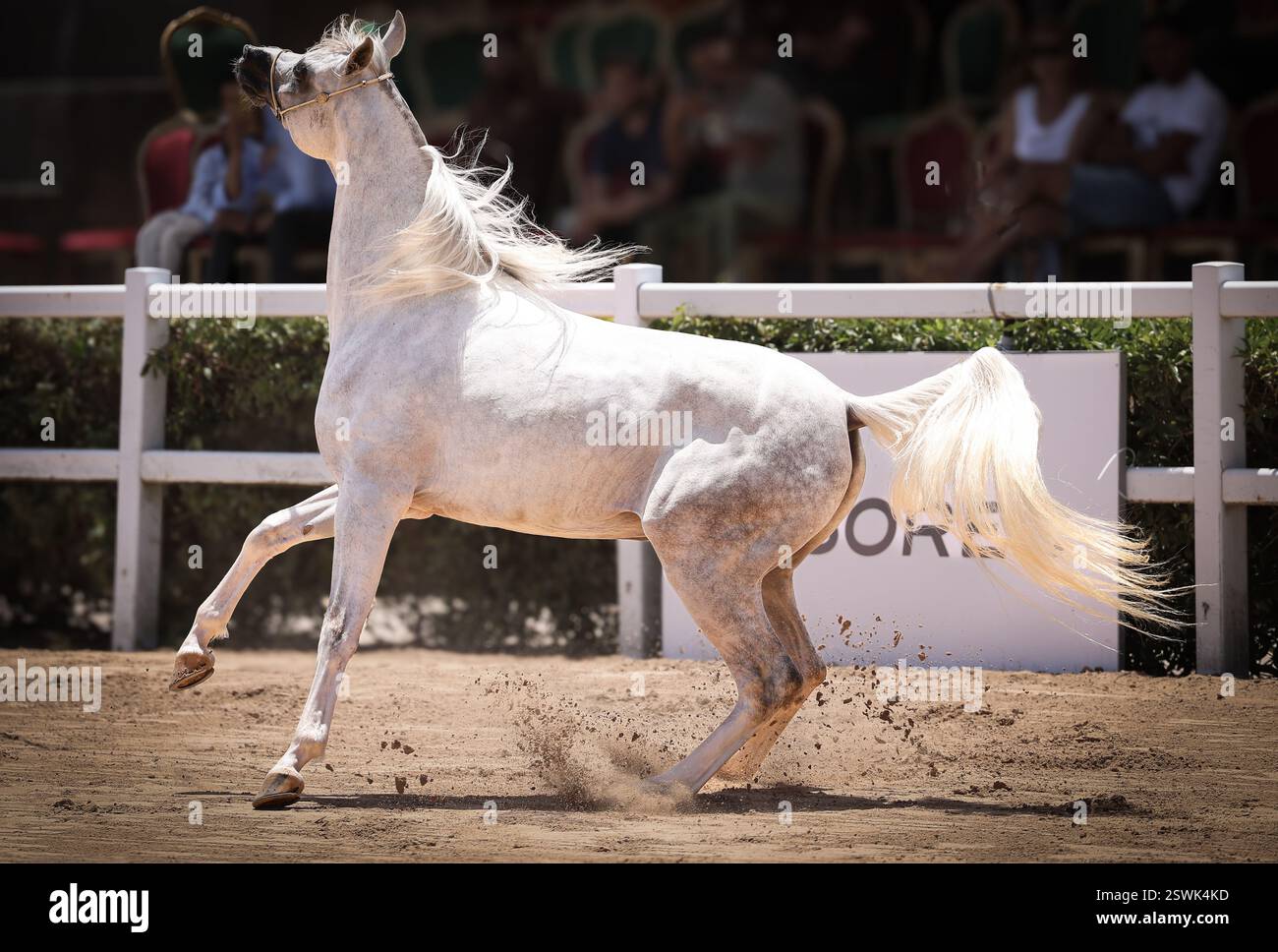 Experience the breathtaking elegance of the Purebred Arabian Horse Show ...