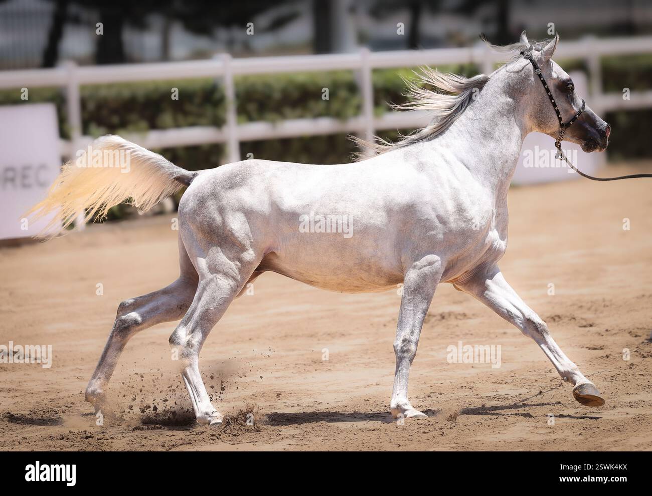 Experience the breathtaking elegance of the Purebred Arabian Horse Show ...
