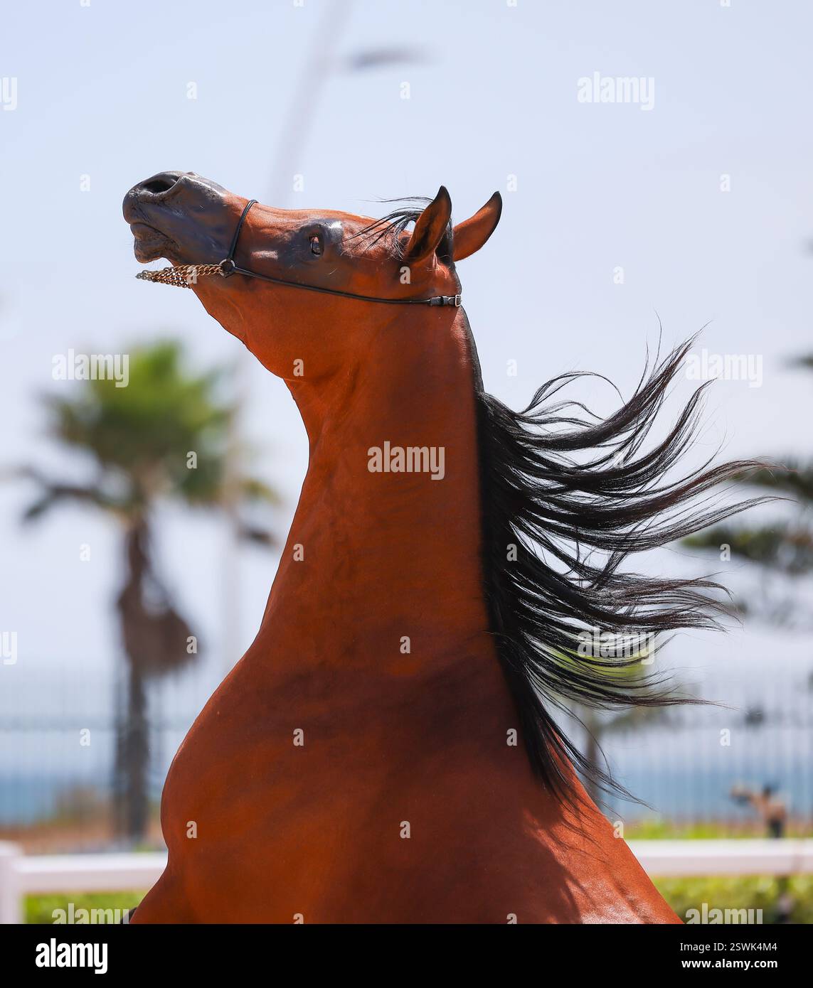 Experience the breathtaking elegance of the Purebred Arabian Horse Show ...