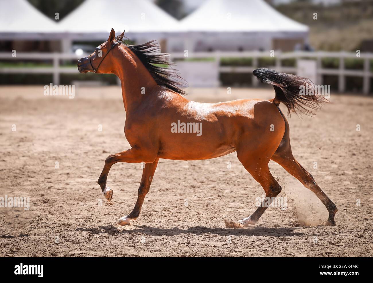 Experience the breathtaking elegance of the Purebred Arabian Horse Show ...