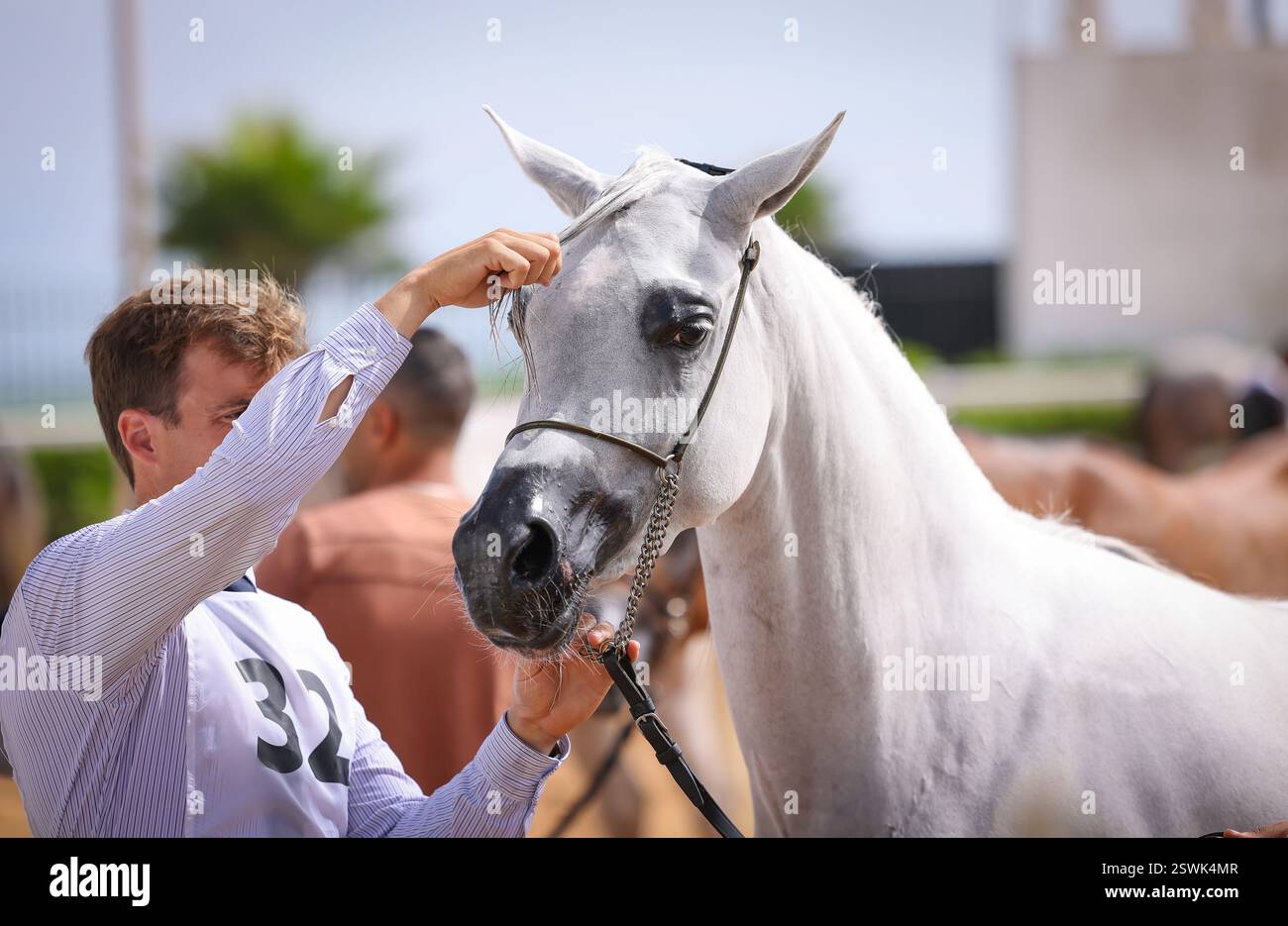 Experience the breathtaking elegance of the Purebred Arabian Horse Show ...