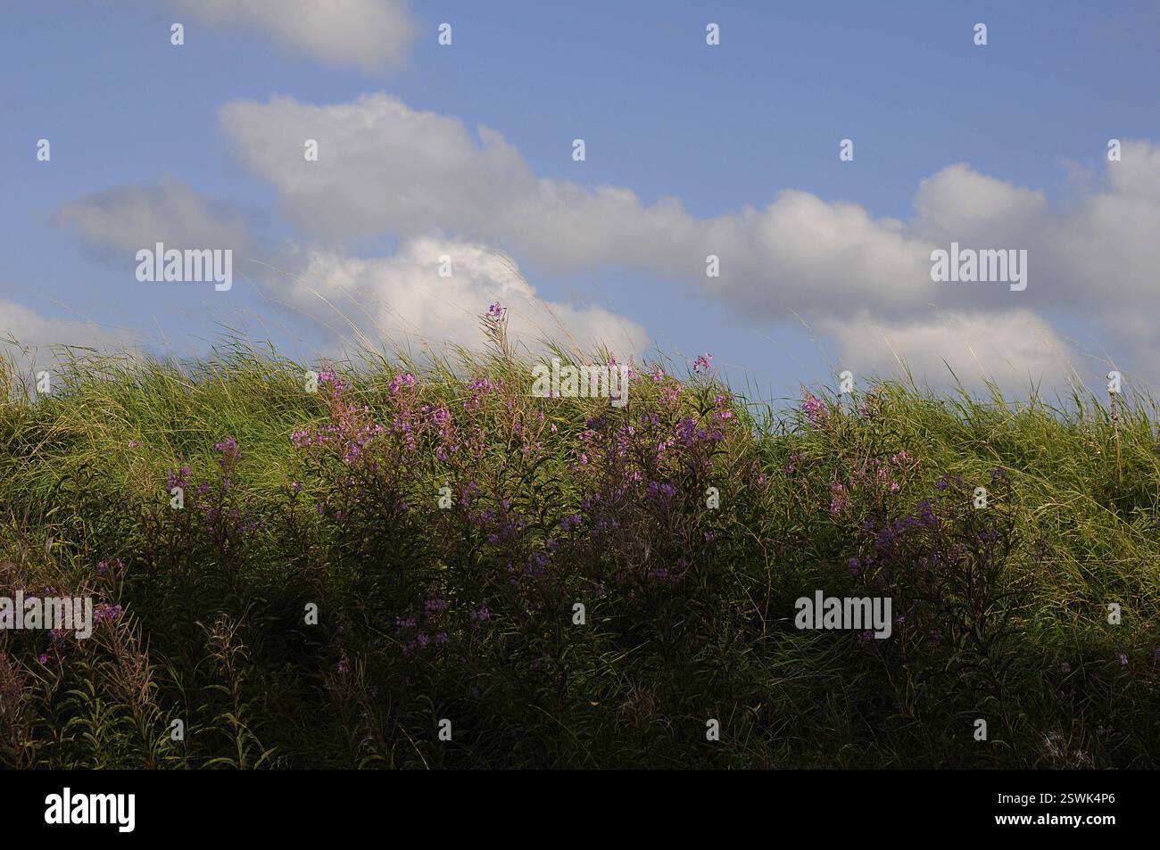 Sildstrup strand /falster /Denmark - 19.August. 2017. Sildstrup strand ...