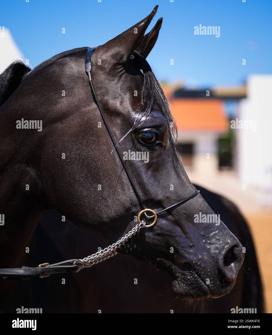 Experience the breathtaking elegance of the Purebred Arabian Horse Show ...