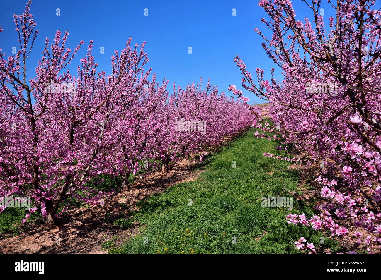 Green and peach colours hi-res stock photography and images - Alamy