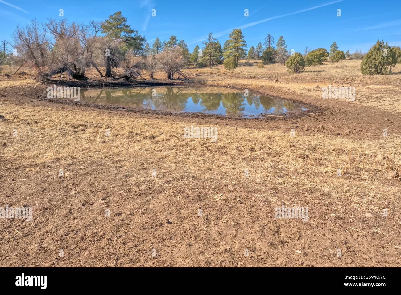 A cattle pond in Coconino National Forest of Arizona known as Rarick ...