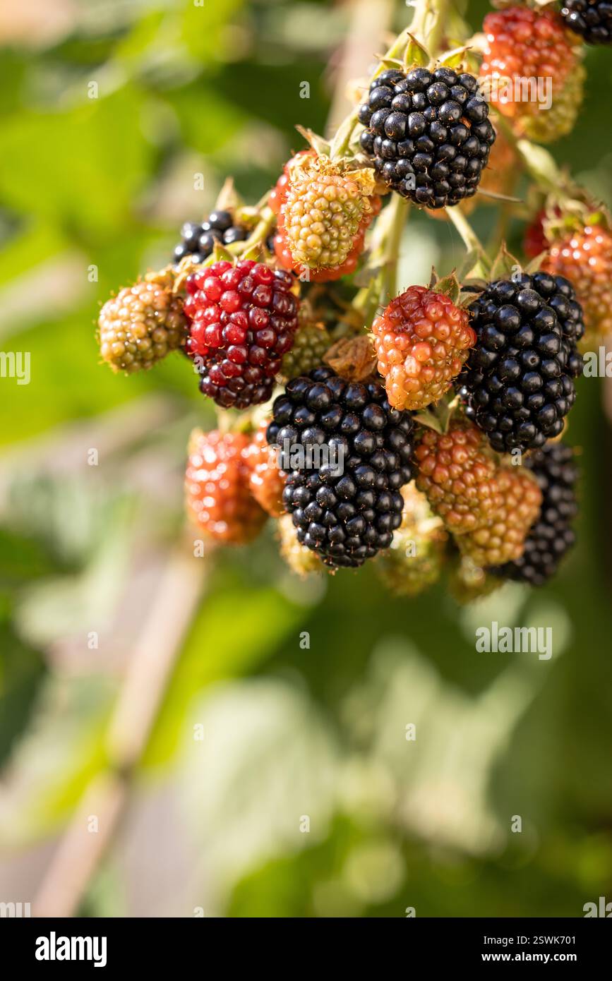 Close up of ripe and unripe blackberries growing on a blackberry bush ...