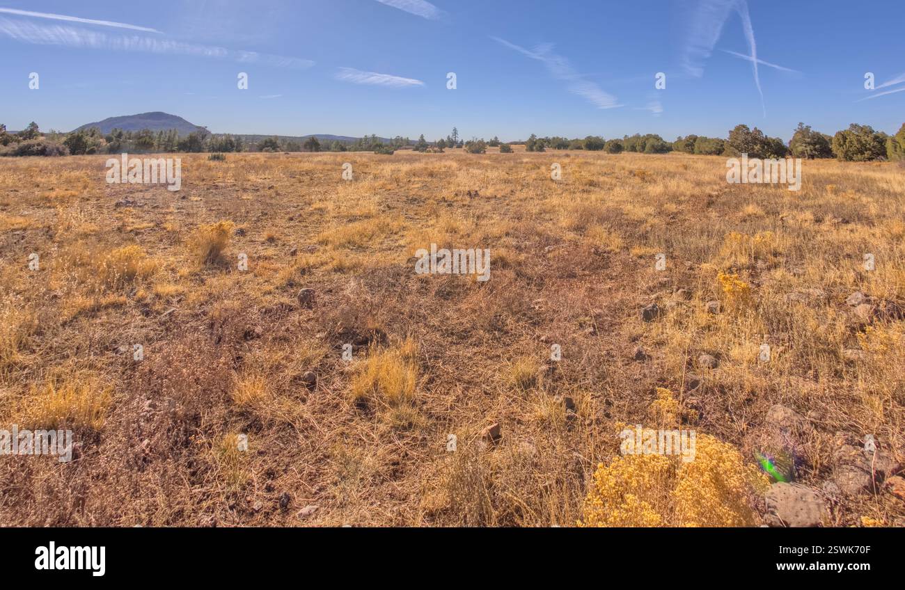 Golden grassland prairie near Rarick Tank in Coconino National Forest ...