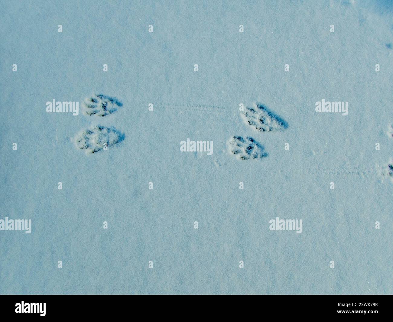 Raccoon tracks in the snow at the Waterfront Park in Leavenworth ...