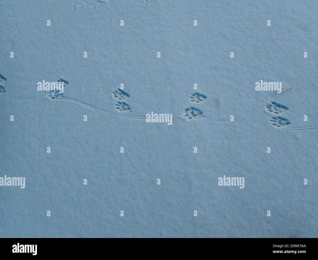 Raccoon tracks in the snow at the Waterfront Park in Leavenworth ...