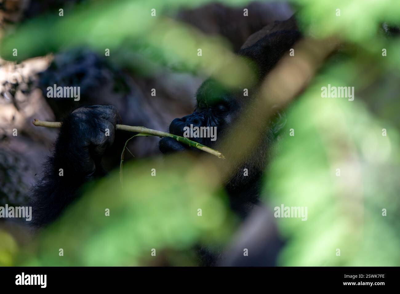 Gorilla hiding behind trees and eating on a stick Stock Photo - Alamy