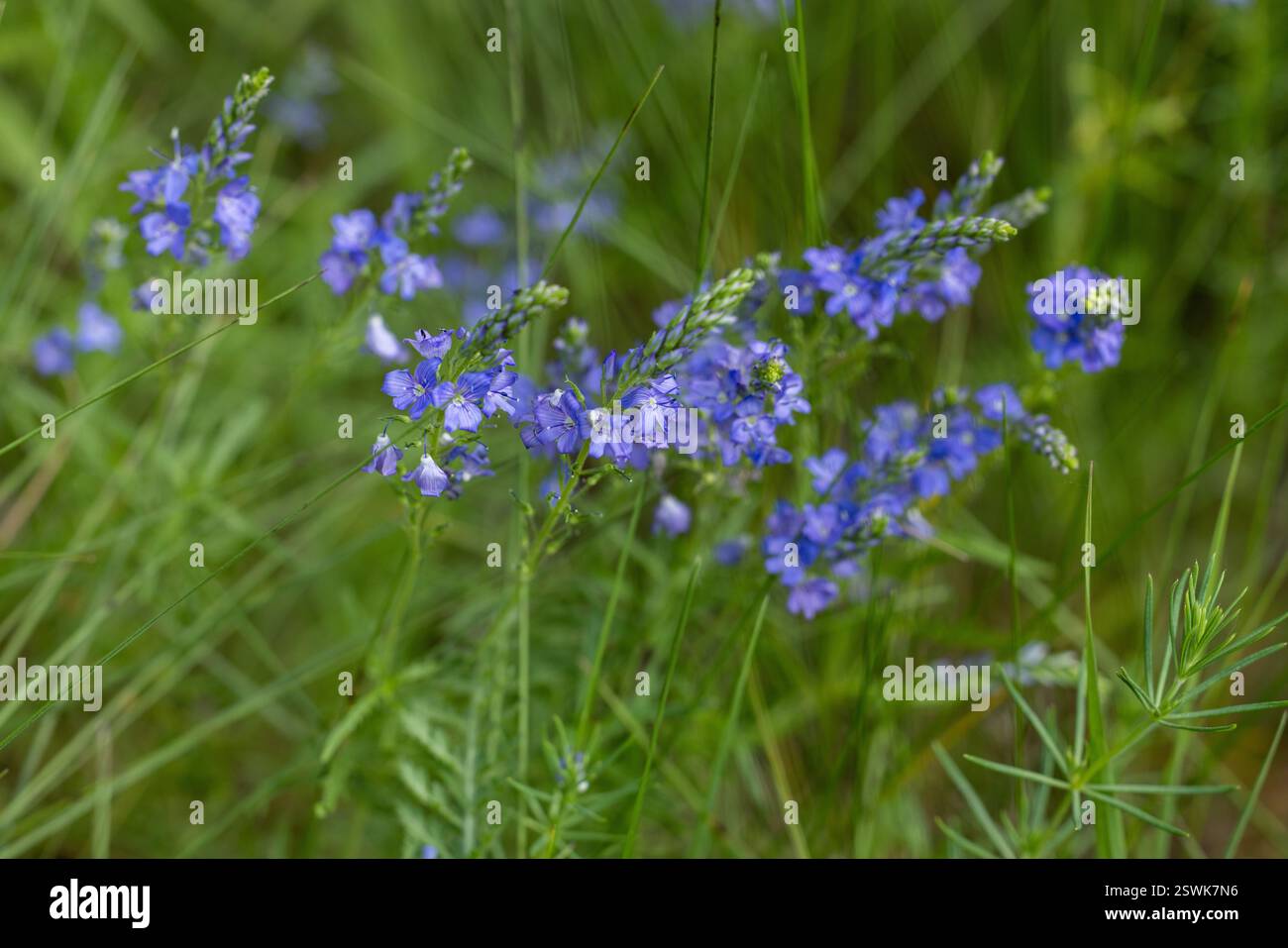 Purple veronica flowers add a touch of vibrant color to a lush green ...