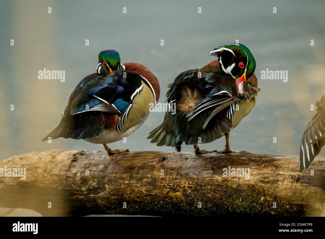 Two male (drake) Wood ducks or Carolina ducks (Aix sponsa) perched on a ...