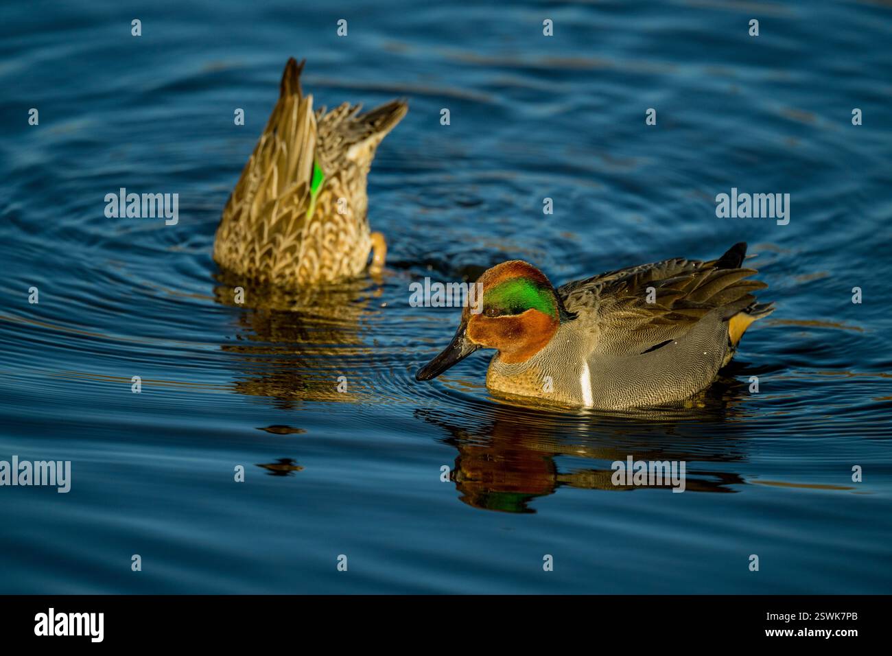 A drake (male) Green-winged teal (Anas carolinensis) swimming at ...