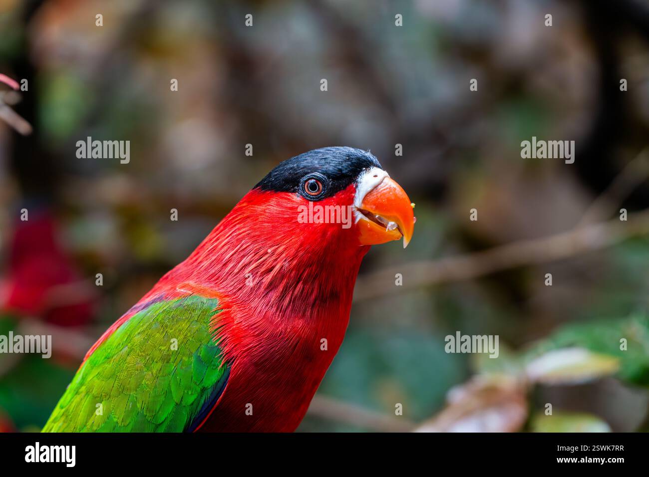 Purple-bellied Lory with Vibrant Red and Green colors eating some ...