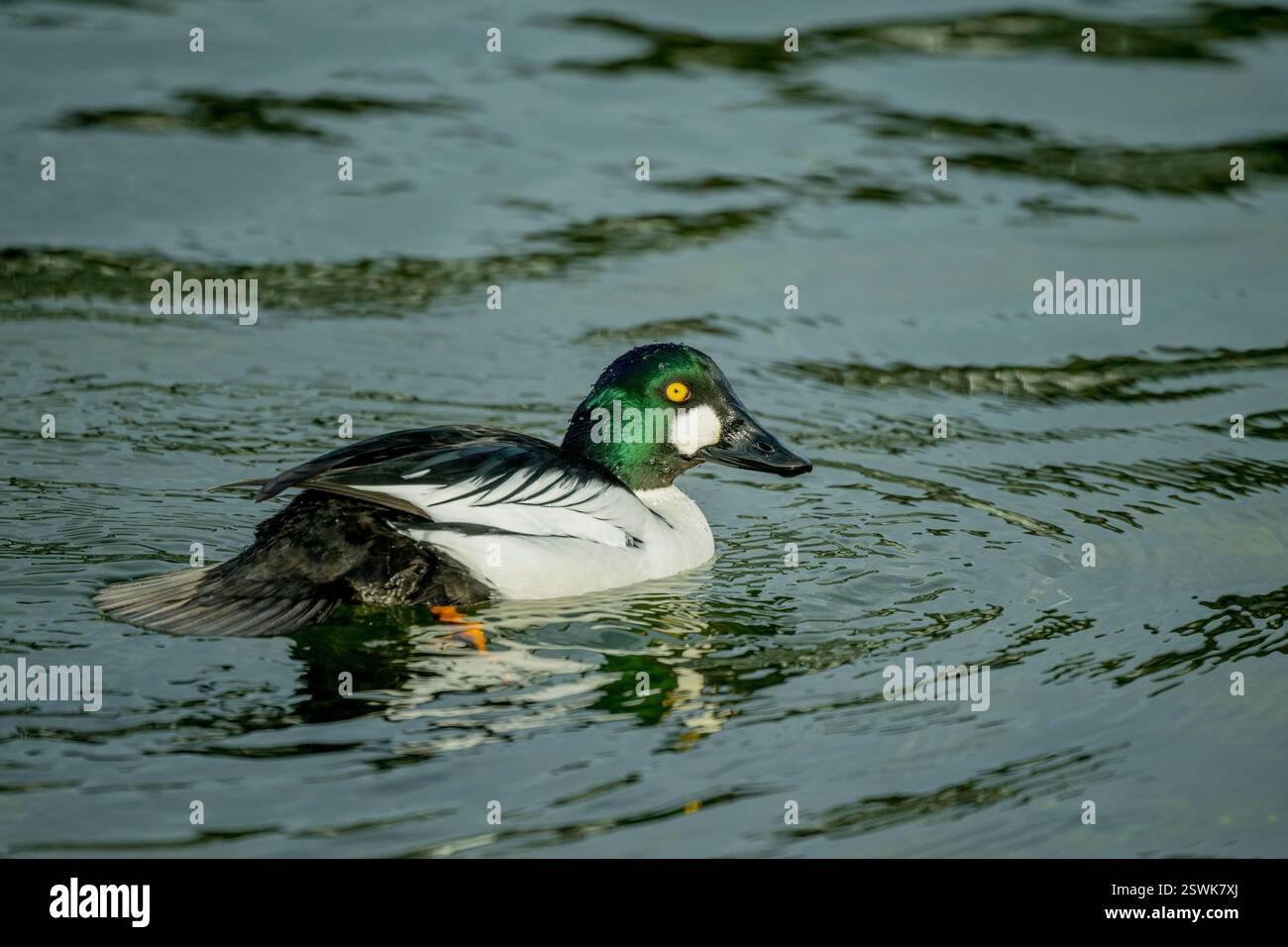 Drake (male) Common goldeneye (Bucephala clangula) ducks swimming on ...
