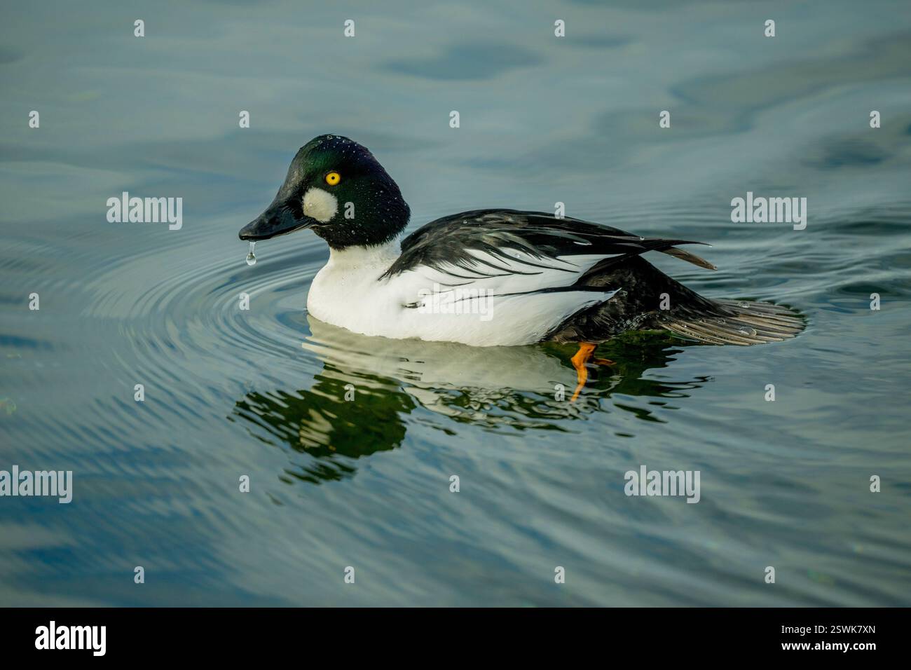 Drake (male) Common goldeneye (Bucephala clangula) ducks swimming on ...