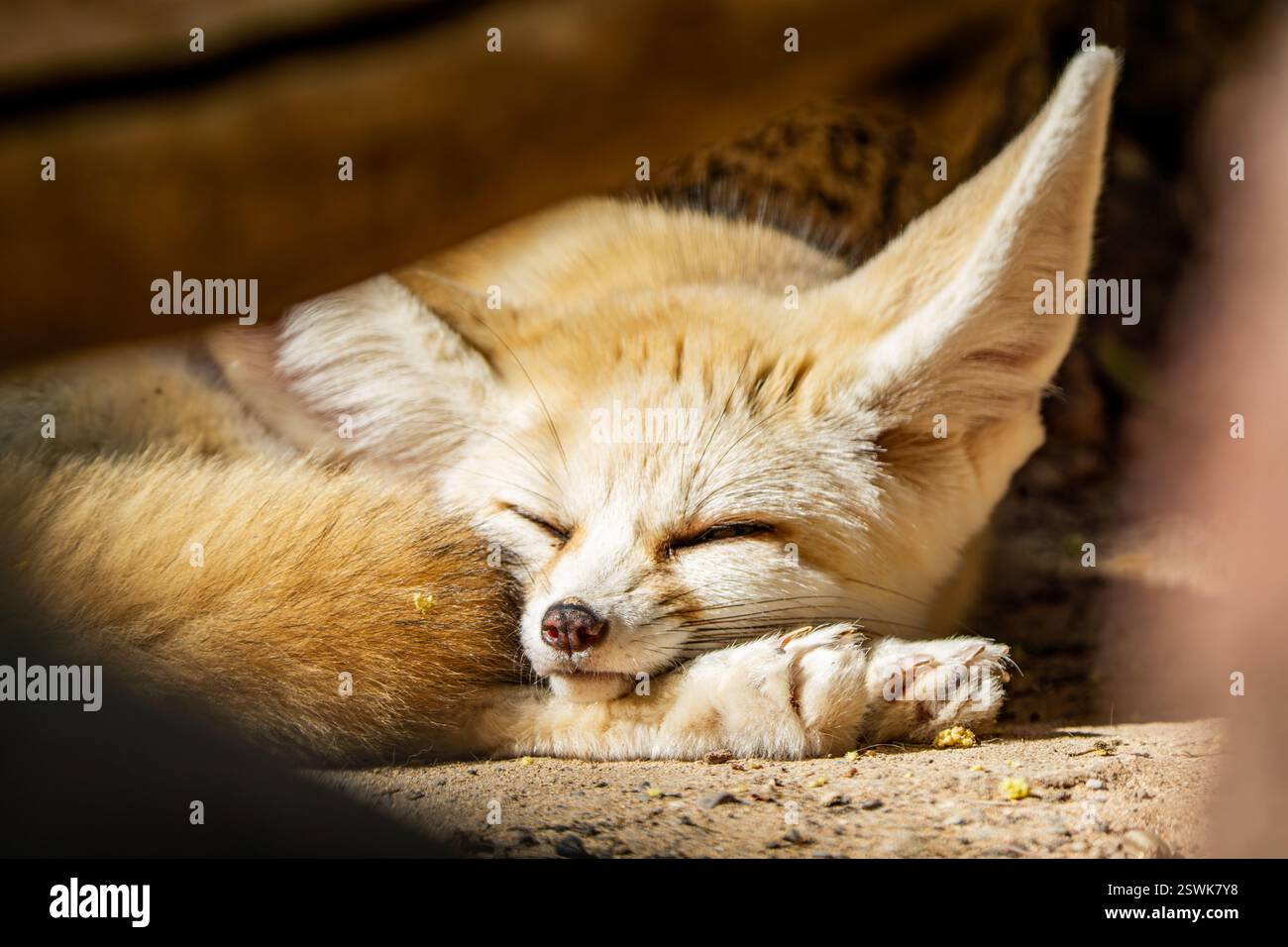 cute fennec desert fox sleeping peacefully. close up photo Stock Photo ...