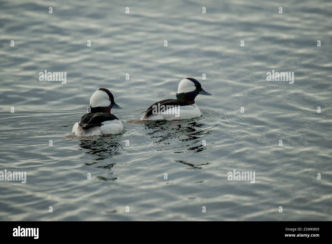Two male bufflehead (Bucephala albeola) ducks swimming on Lake ...